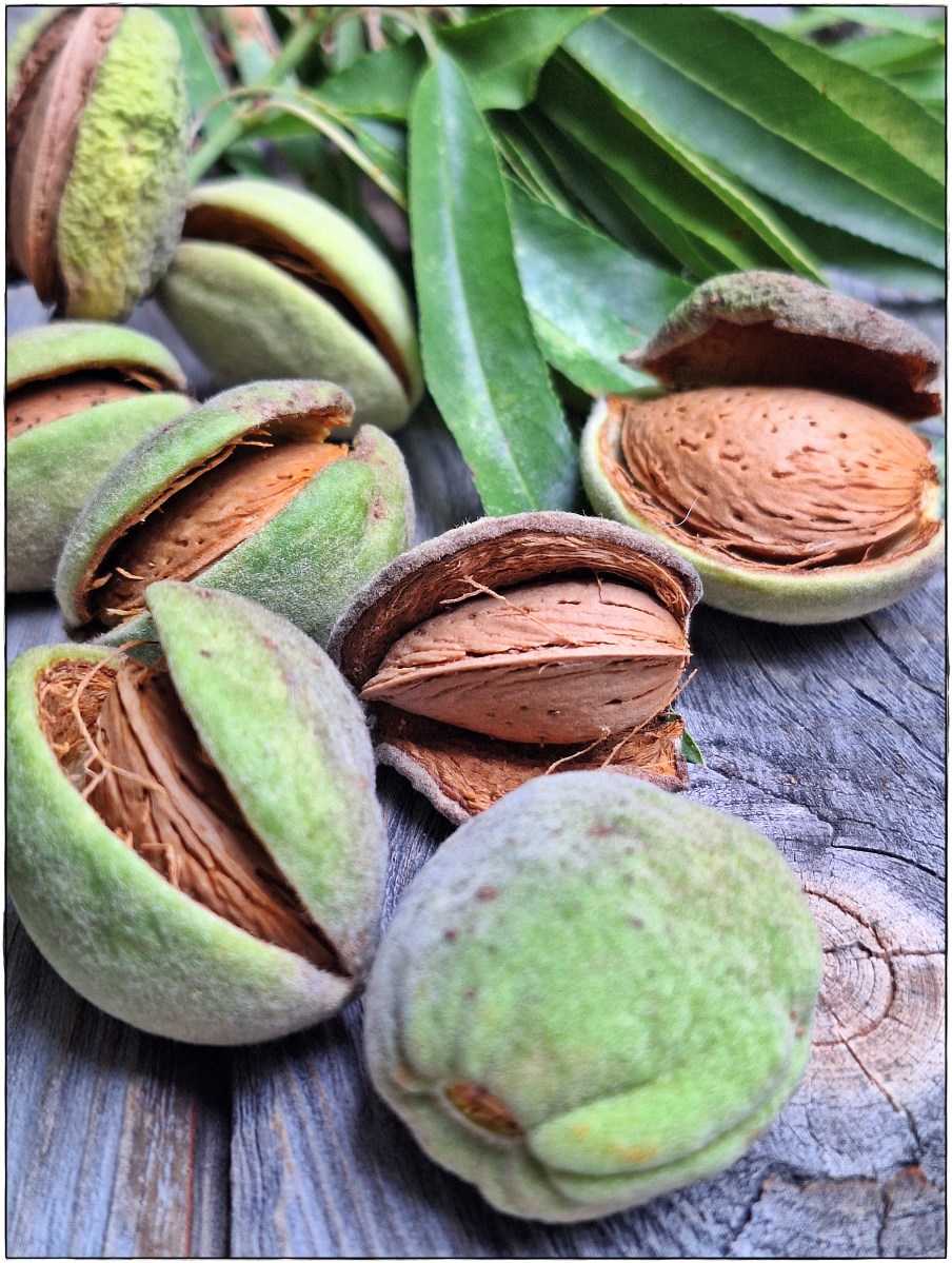 Cosecha y Propiedades de las Almendras: Guía Completa | Cosmopolitan ...